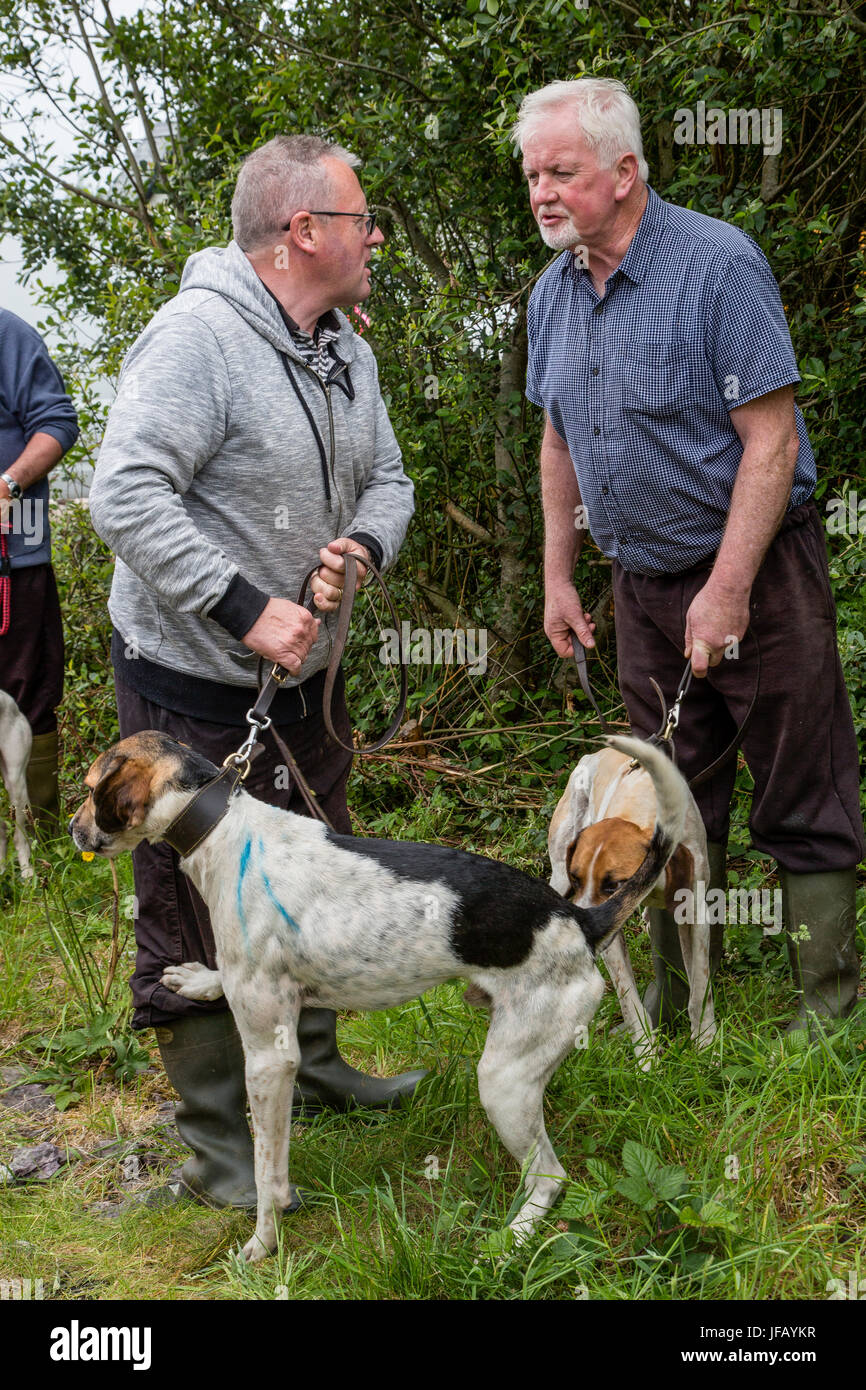 Kerry beagle hi-res stock photography and images - Alamy