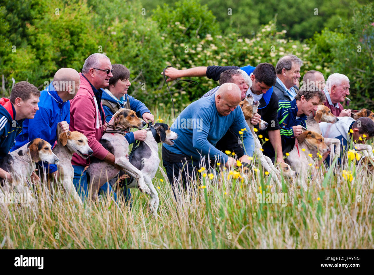 Drag Hunt Racing with Beagles, Cahersiveen, County Kerry Ireland Stock ...