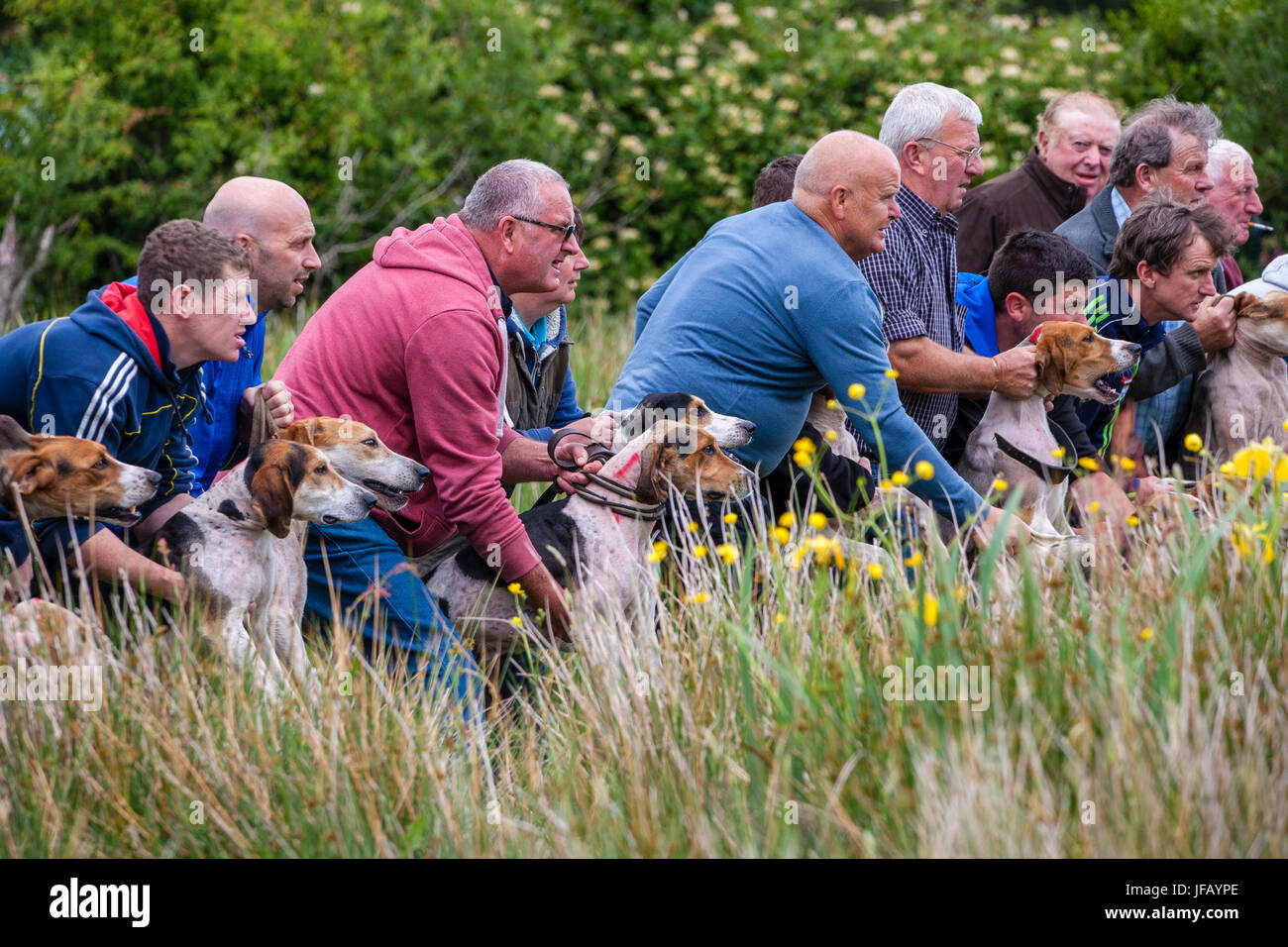 Hunt beagle hi-res stock photography and images - Alamy