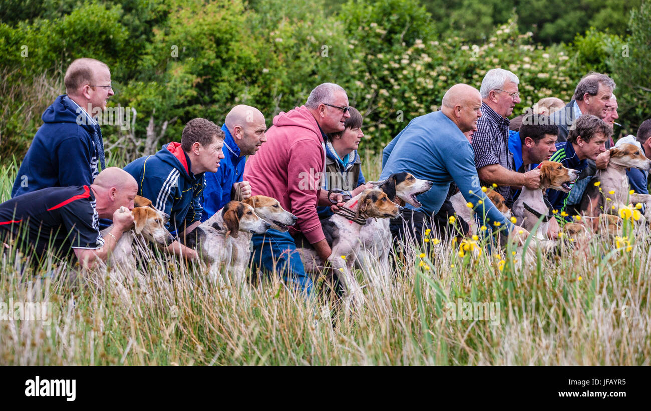 Drag Hunt Racing with Beagles, Cahersiveen, County Kerry Ireland Stock ...