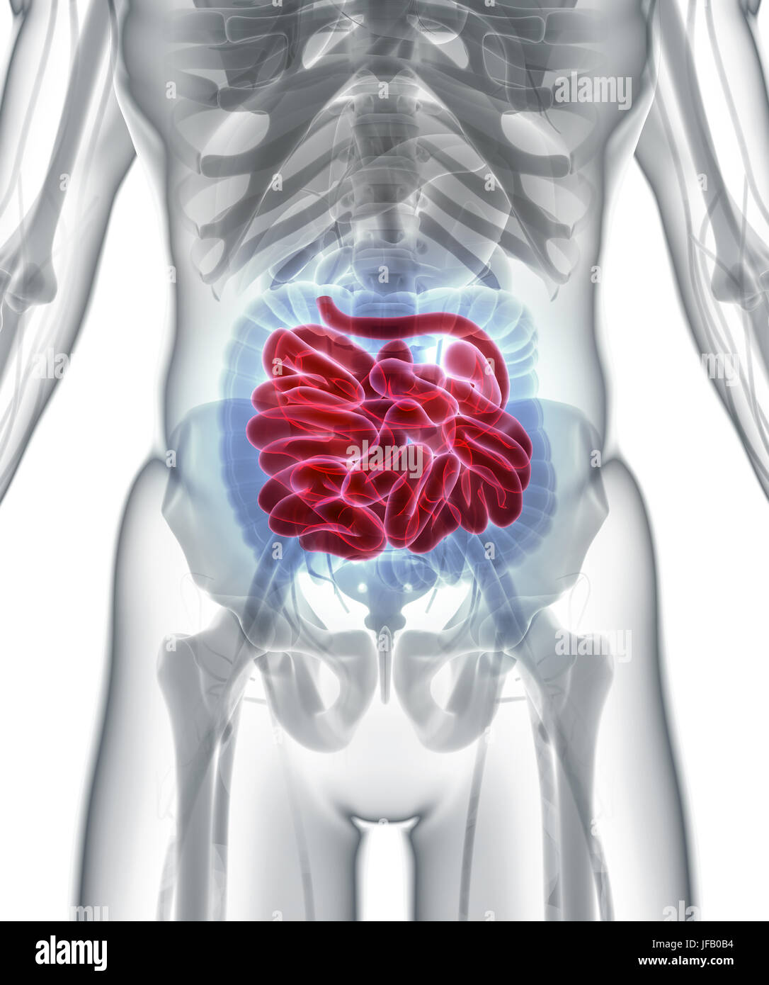 Inflamed intestines hi-res stock photography and images - Alamy