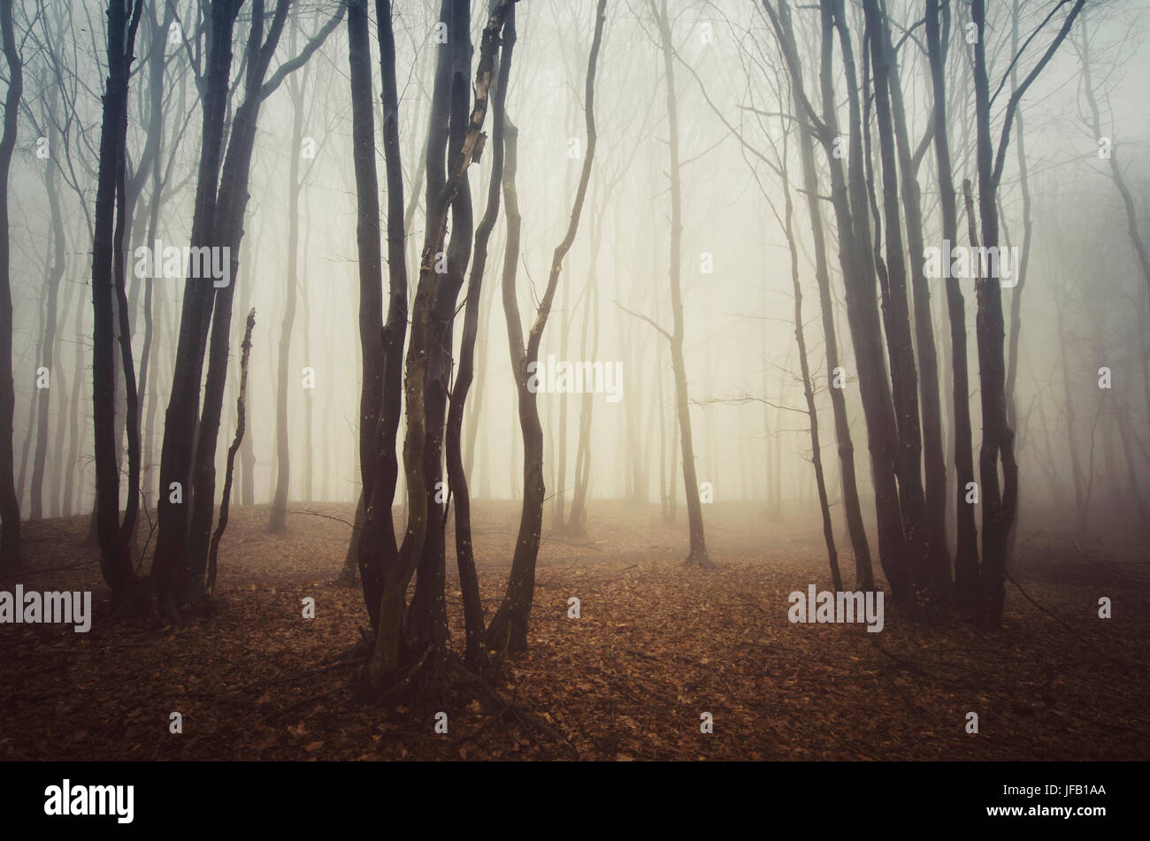 forest trees landscape in mist background Stock Photo - Alamy
