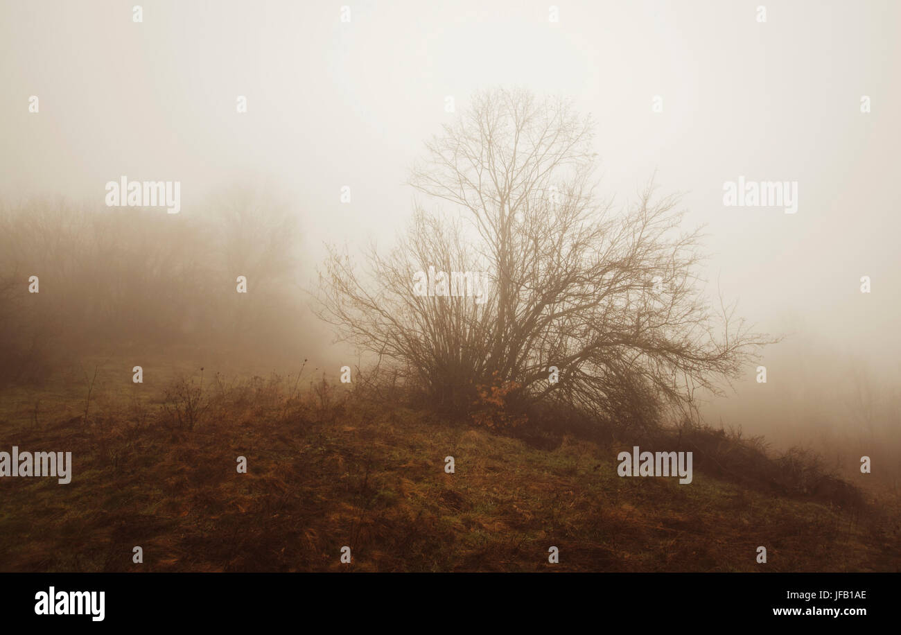 tree in fog, gloomy morning landscape Stock Photo - Alamy