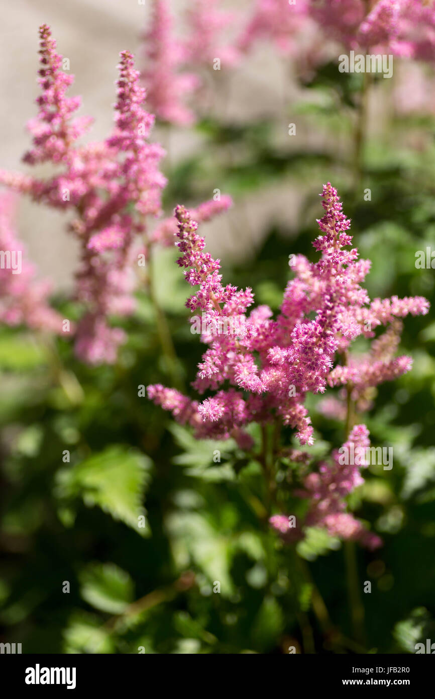 Upright blooms hi-res stock photography and images - Alamy