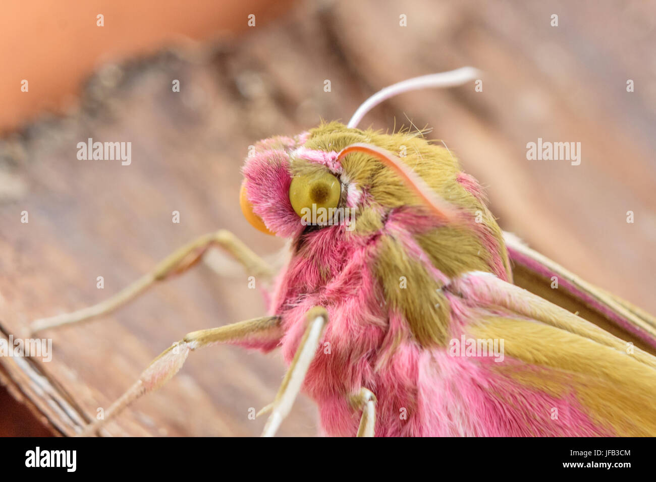 Pink hawk moth hi-res stock photography and images - Alamy