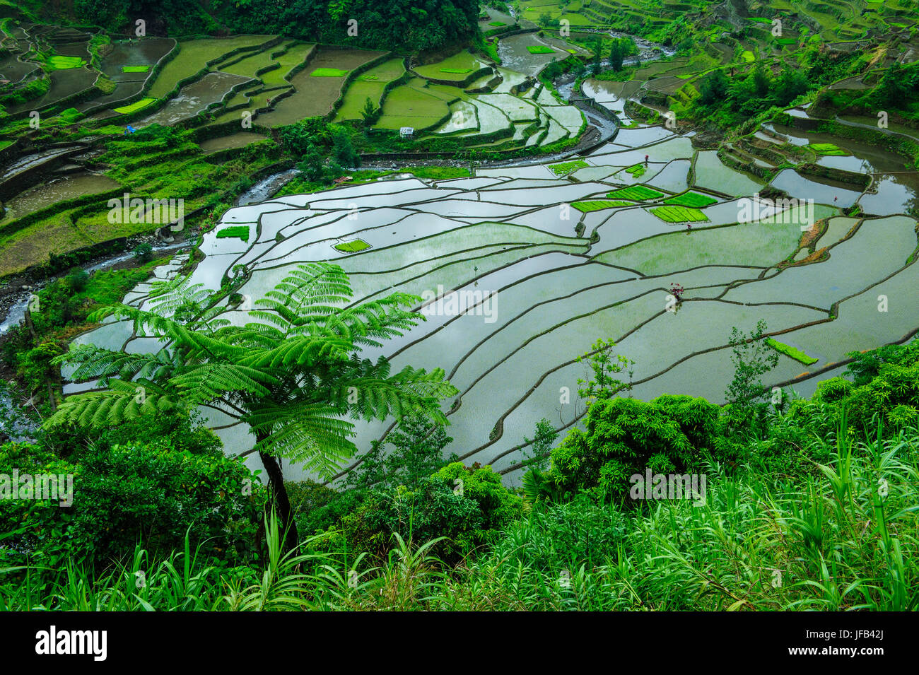 Unesco world heritage sight the rice terraces of Banaue, Northern Luzon ...