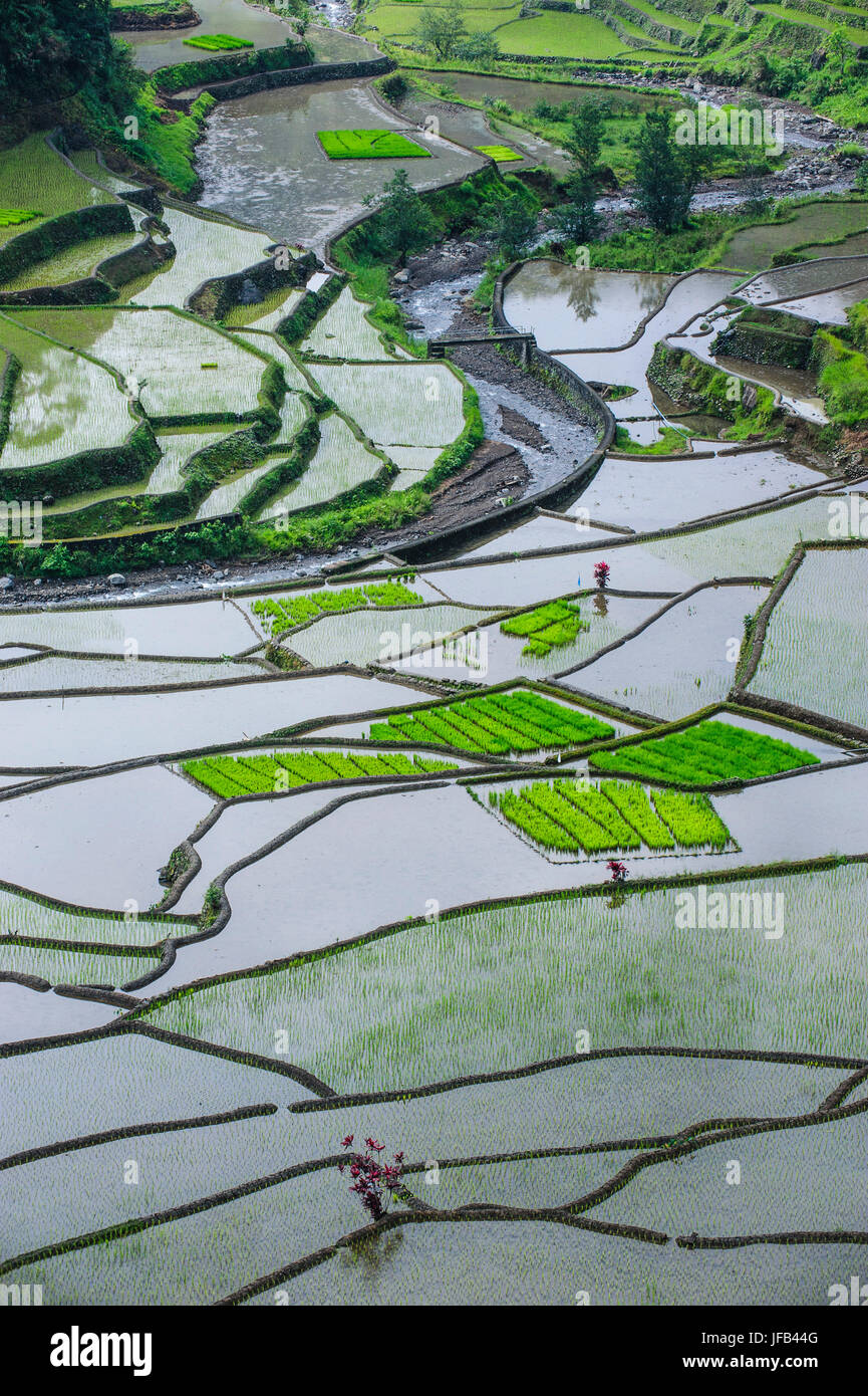 Unesco world heritage sight the rice terraces of Banaue, Northern Luzon ...