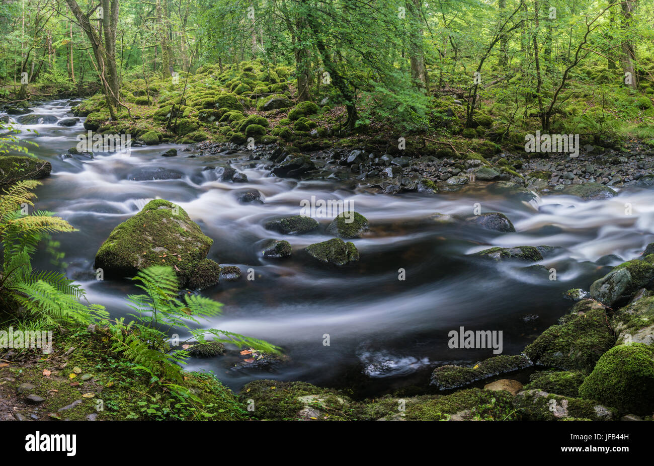 Stream flowing through a forest hi-res stock photography and images - Alamy