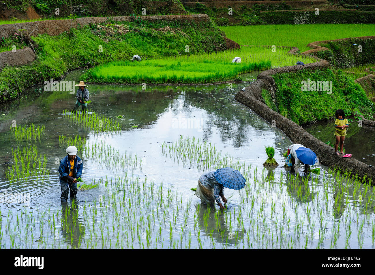 People harvesting in the Unesco world heritage sight the rice terraces ...