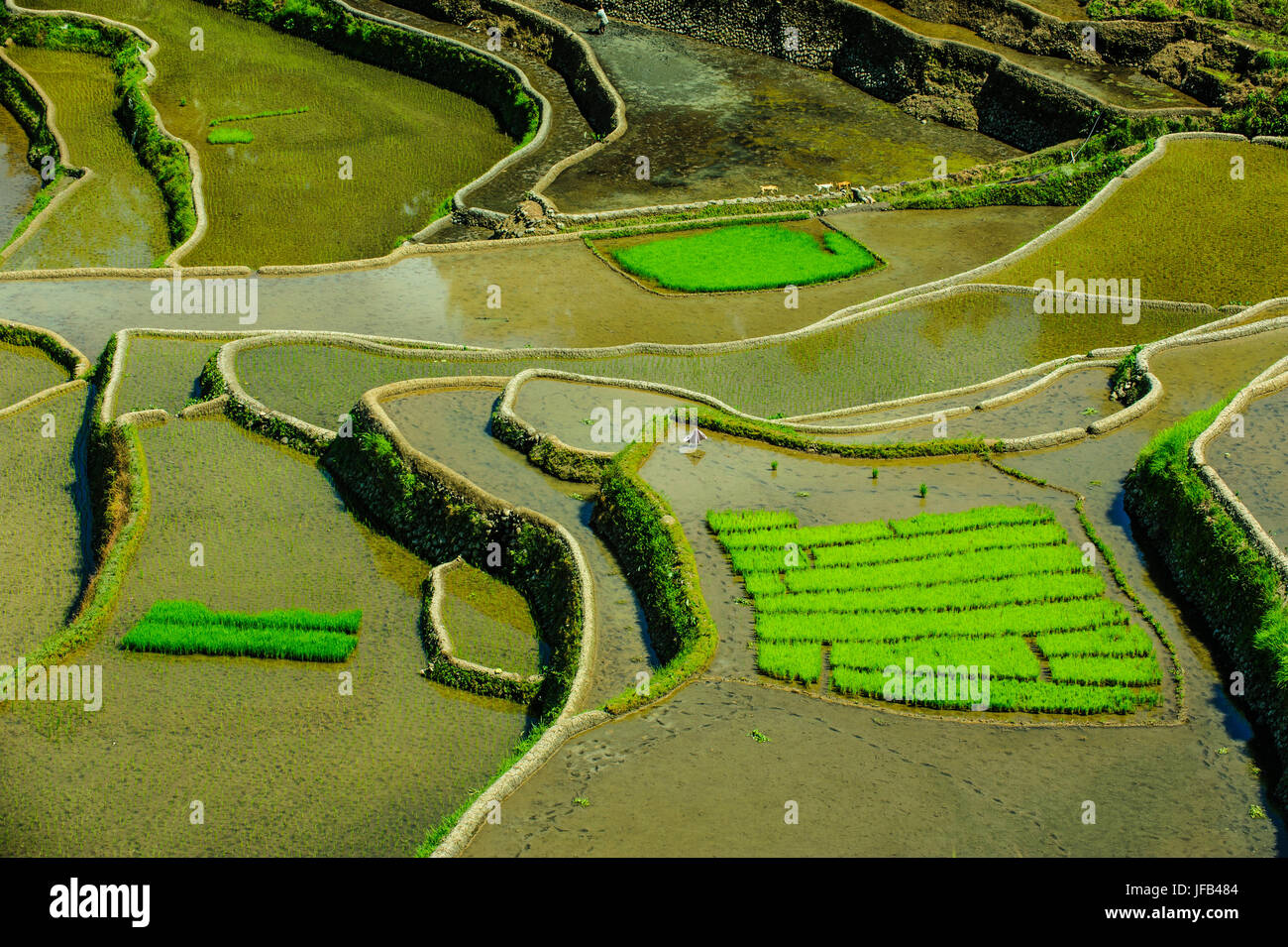 Unesco world heritage sight the rice terraces of Banaue, Northern Luzon ...