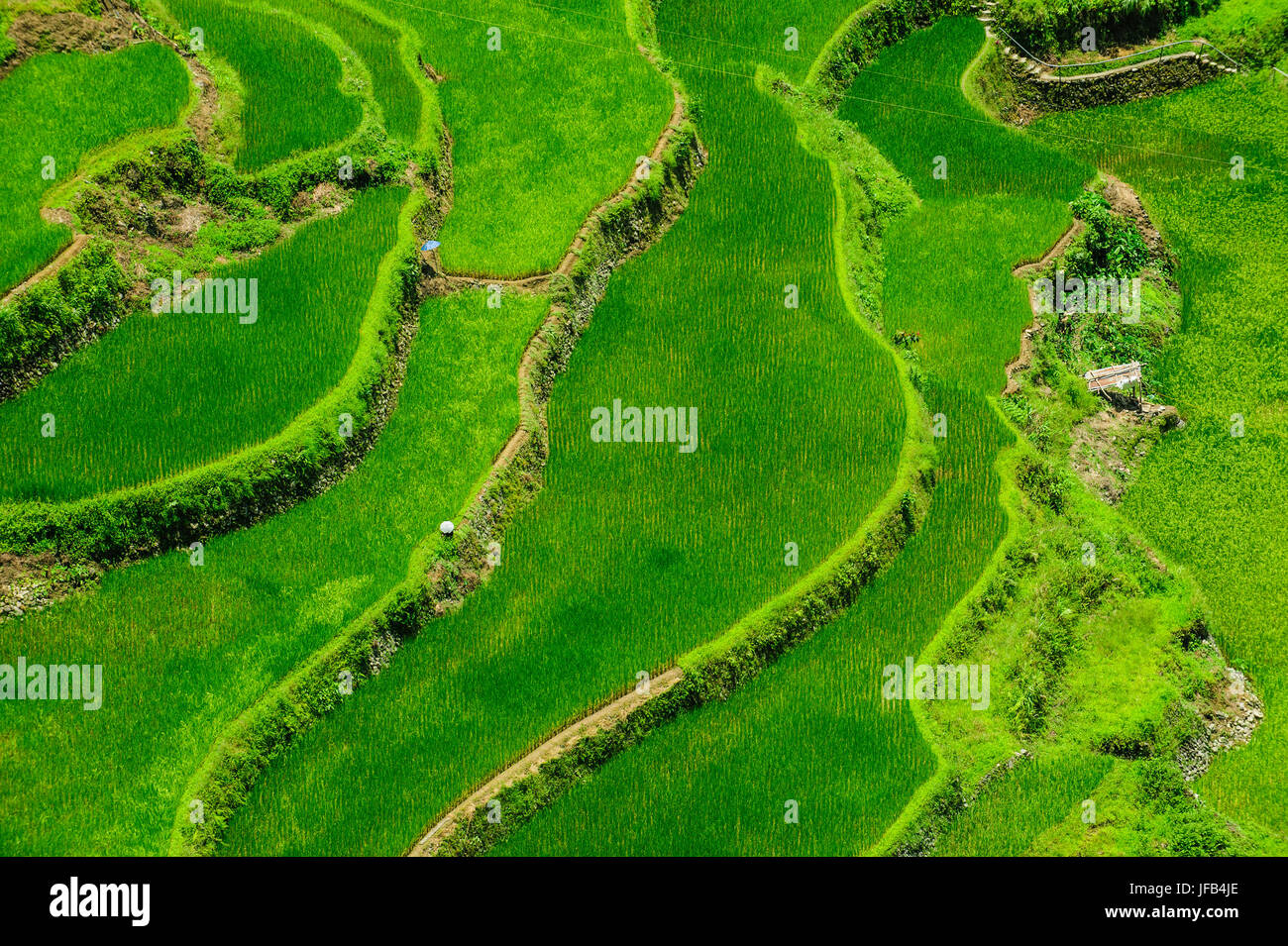 Bangaan in the rice terraces of Banaue, Northern Luzon, Philippines ...