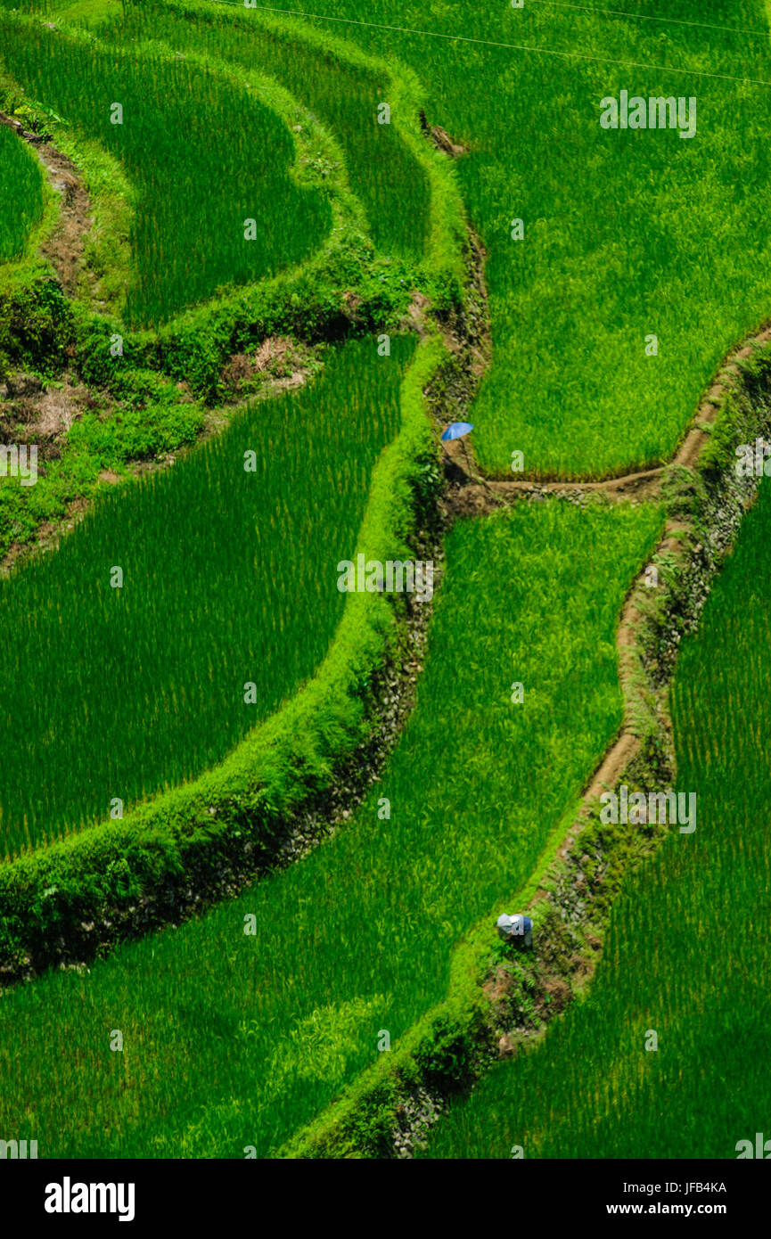 Bangaan in the rice terraces of Banaue, Northern Luzon, Philippines ...