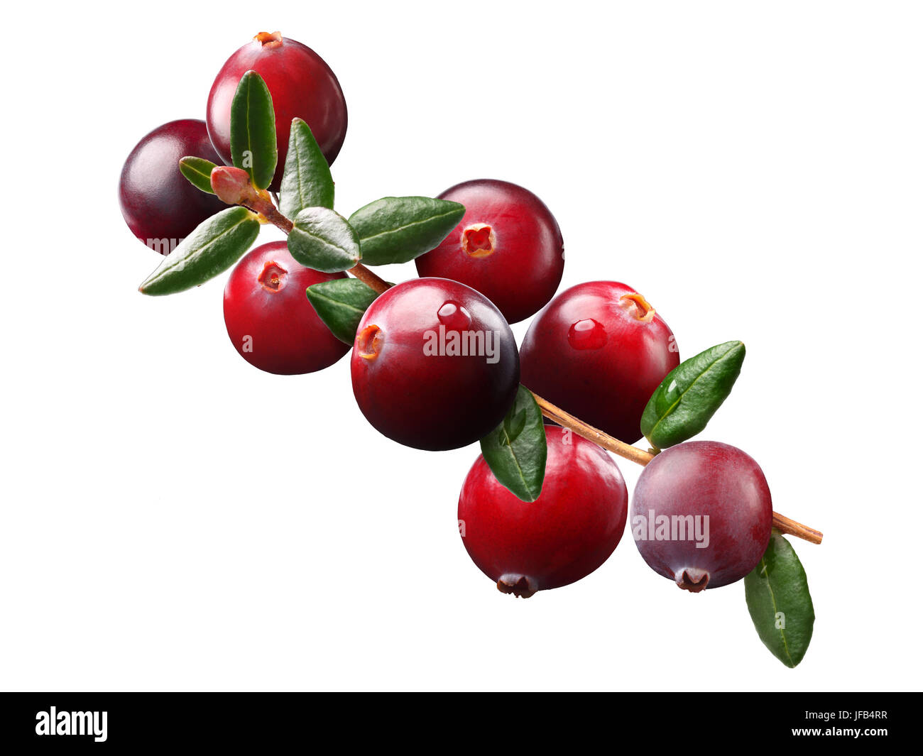 Cranberry branch (Vaccinium oxycoccus) composition elements, clipping ...