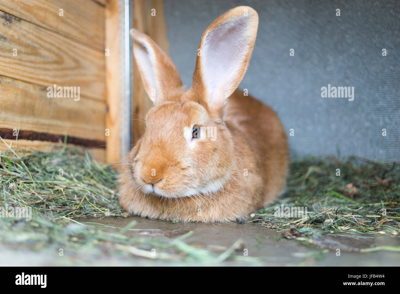 A red-haired rabbit is sitting in a cage. A rabbit on a farm resting in ...