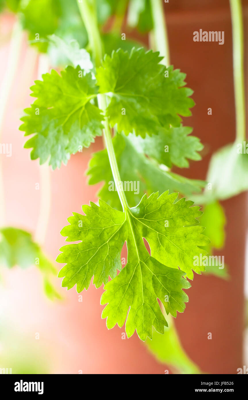 Trailing leaves hi-res stock photography and images - Alamy