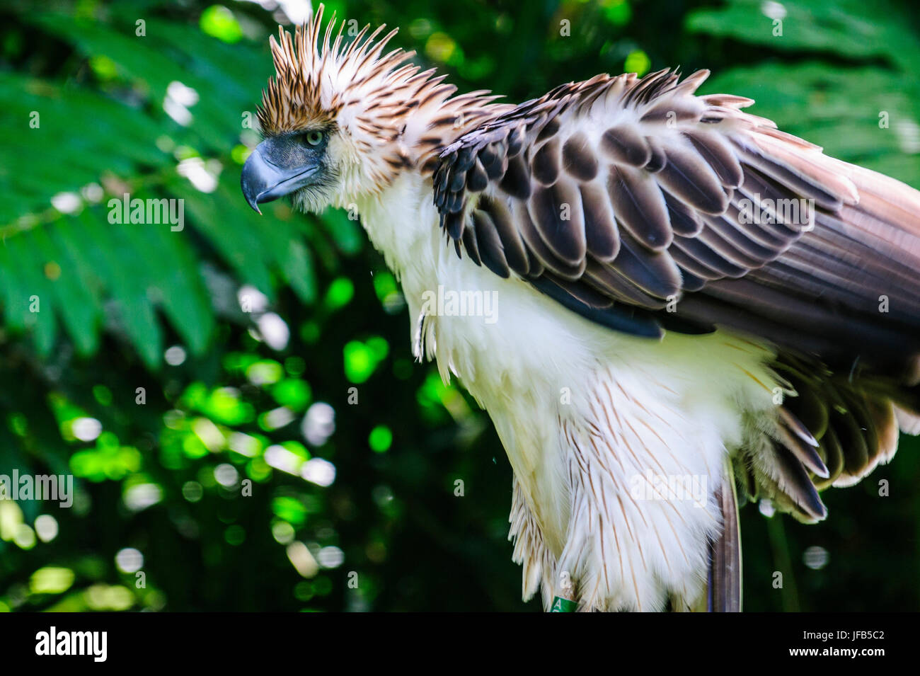 Philippine eagle pithecophaga jefferyi High Resolution Stock ...