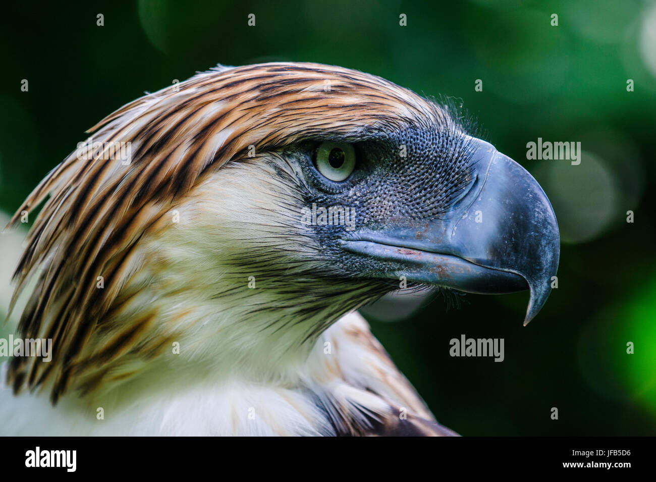 Philippine Eagle (Pithecophaga jefferyi), also known as the Monkey ...