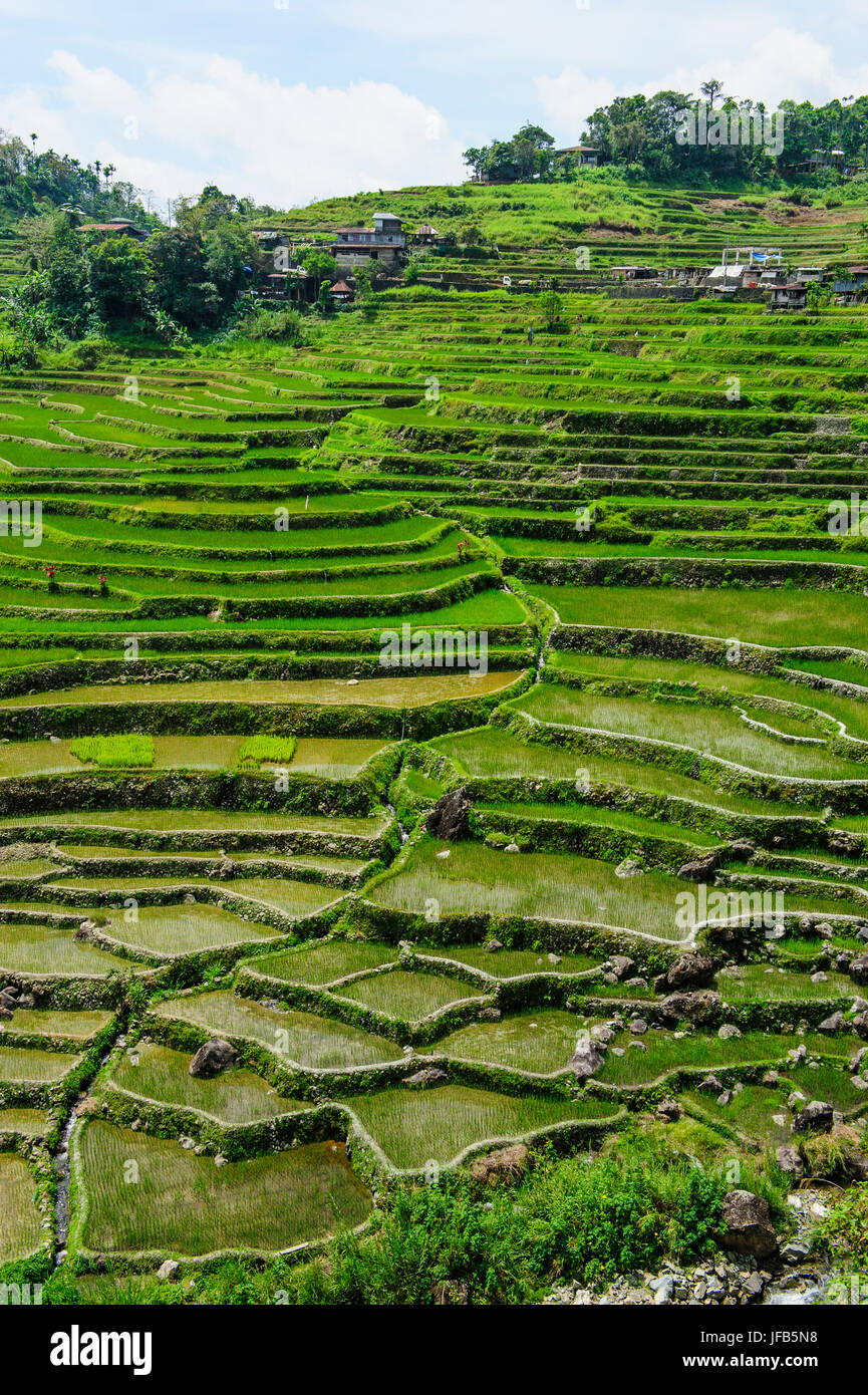 Hapao rice terraces part of the world heritage sight Banaue, Luzon ...