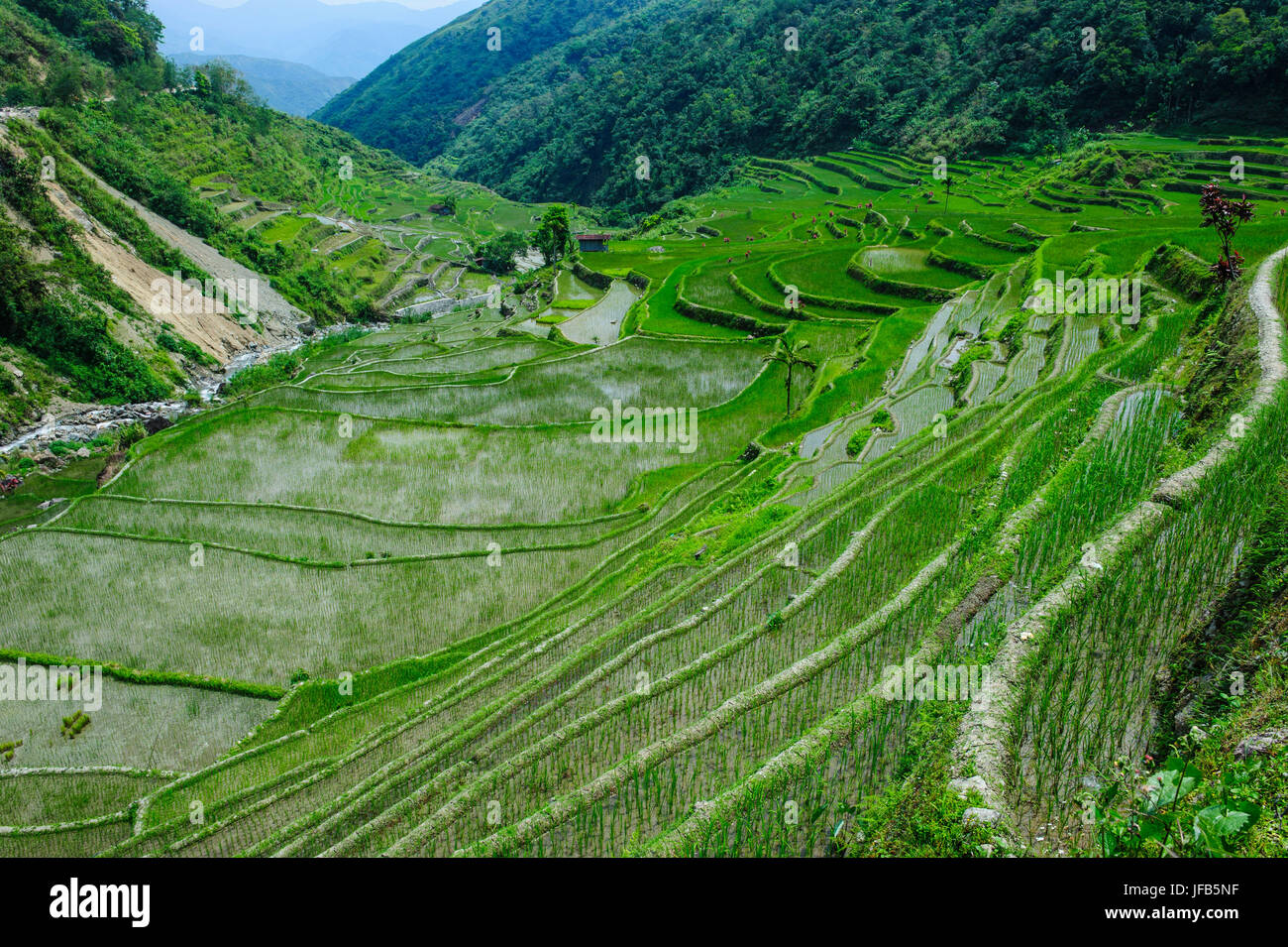 Hapao rice terraces part of the world heritage sight Banaue, Luzon ...