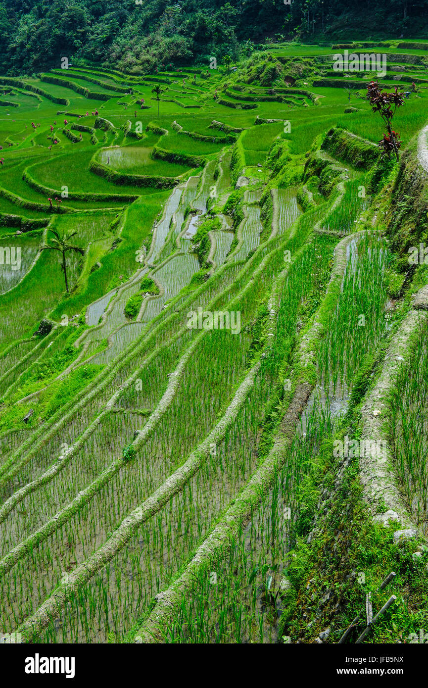 Hapao rice terraces part of the world heritage sight Banaue, Luzon ...