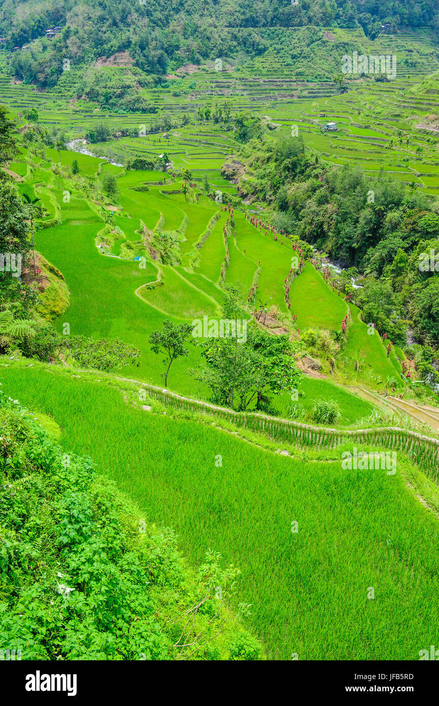 Hapao rice terraces part of the world heritage sight Banaue, Luzon ...