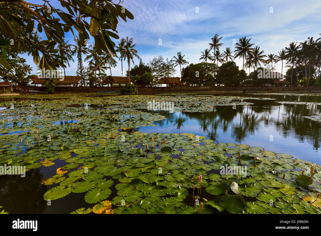 Water lily flower bali indonesia hi-res stock photography and images ...
