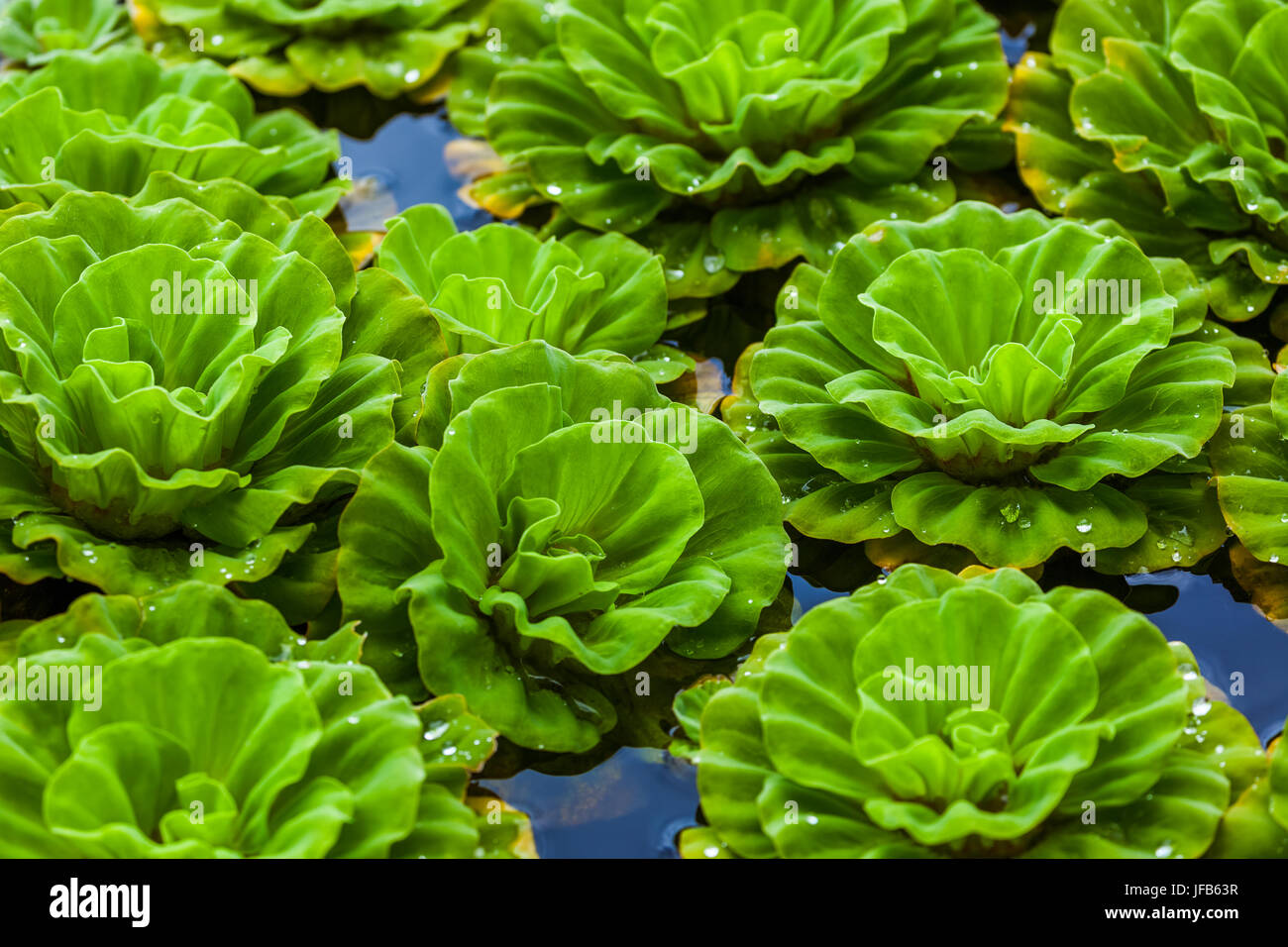 Violet water lilly hi-res stock photography and images - Alamy