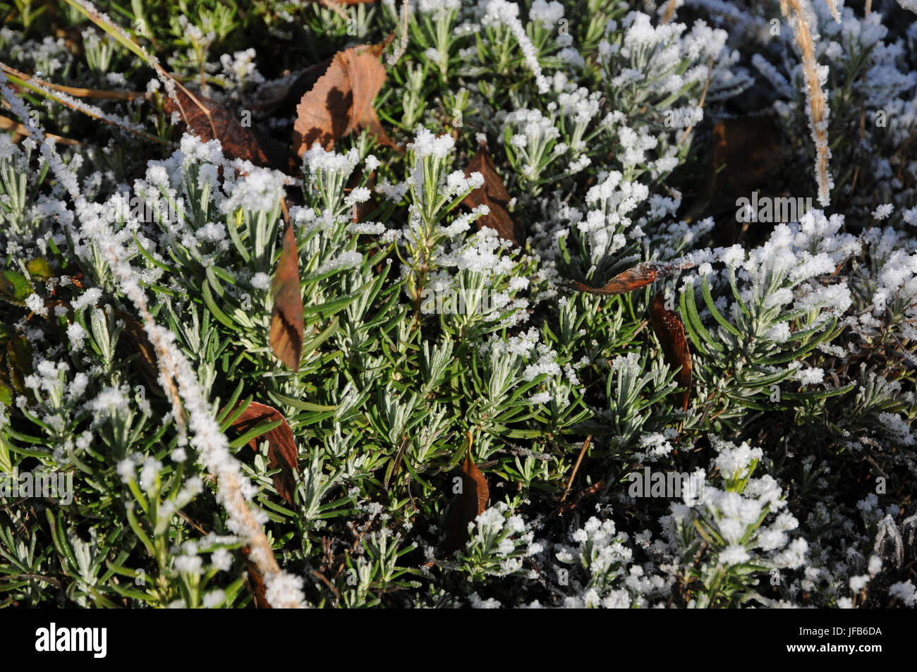 Lavender frost hi-res stock photography and images - Alamy