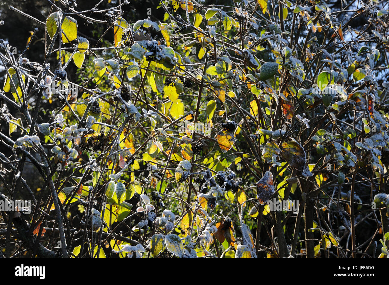 Viburnum lantana, Wayfaring tree, white frost Stock Photo - Alamy