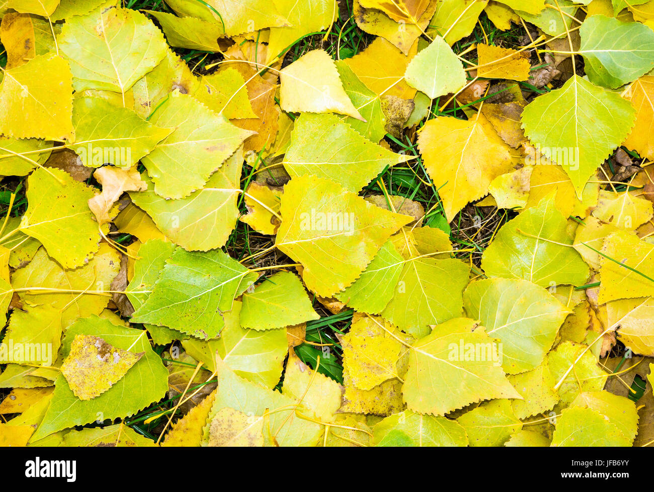 yellow leaves, background Stock Photo - Alamy