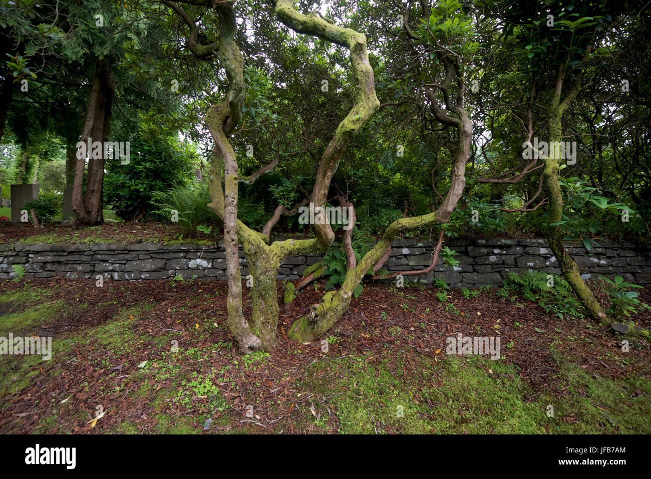 Gnarled Tree Branch Stock Photos & Gnarled Tree Branch Stock Images - Alamy