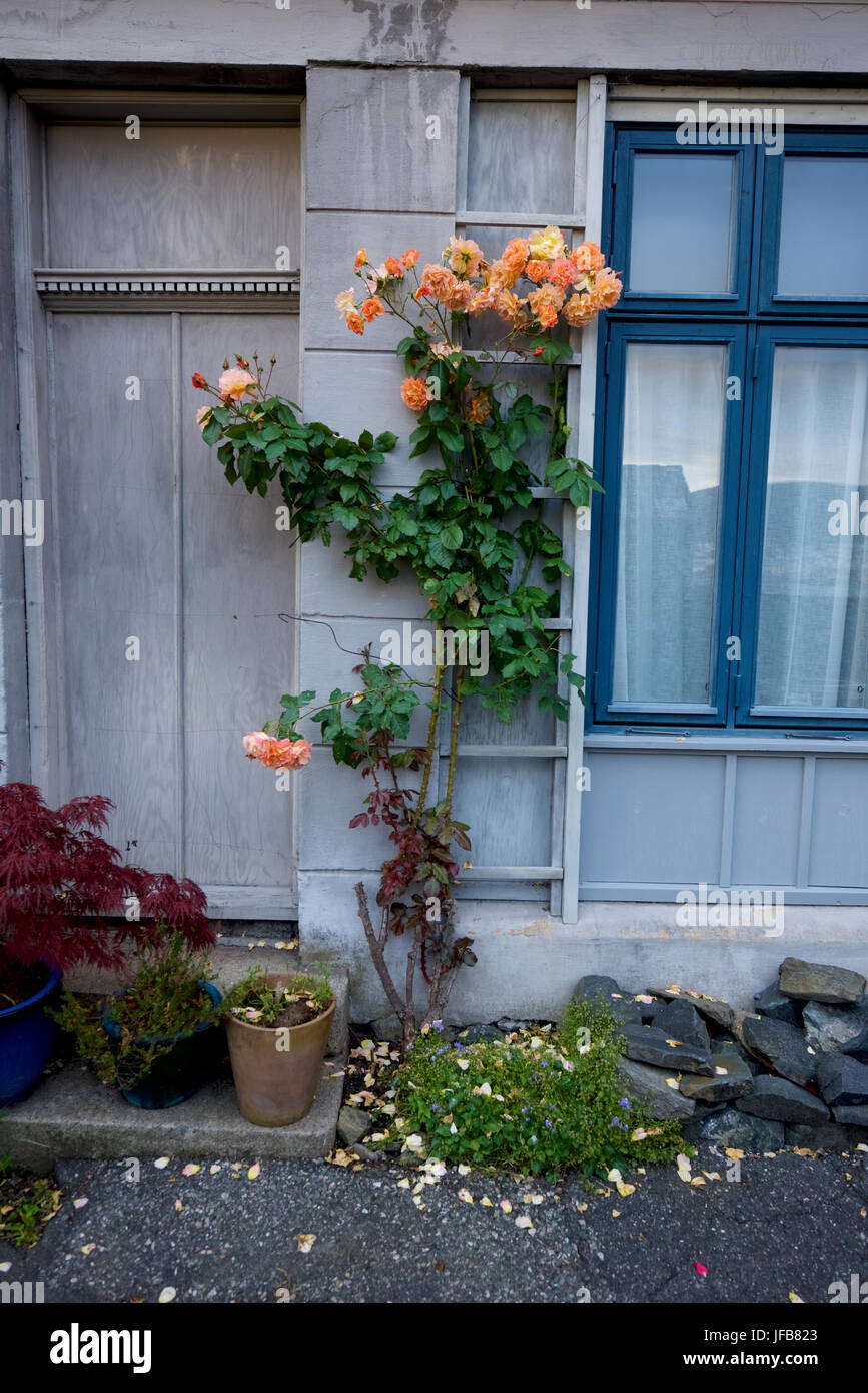 Growing in urban surrounding hi-res stock photography and images - Alamy