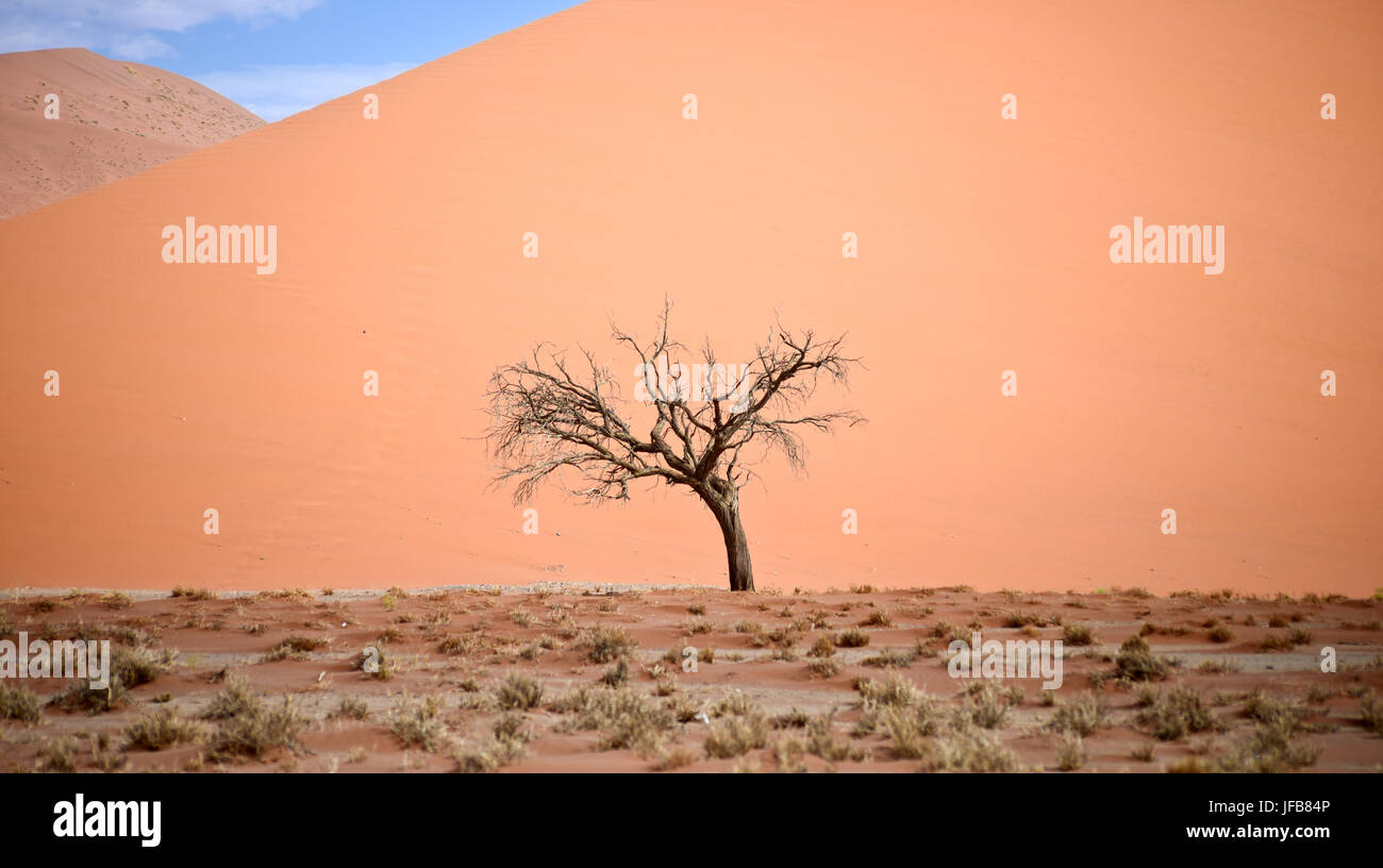 dry tree against dune Stock Photo - Alamy