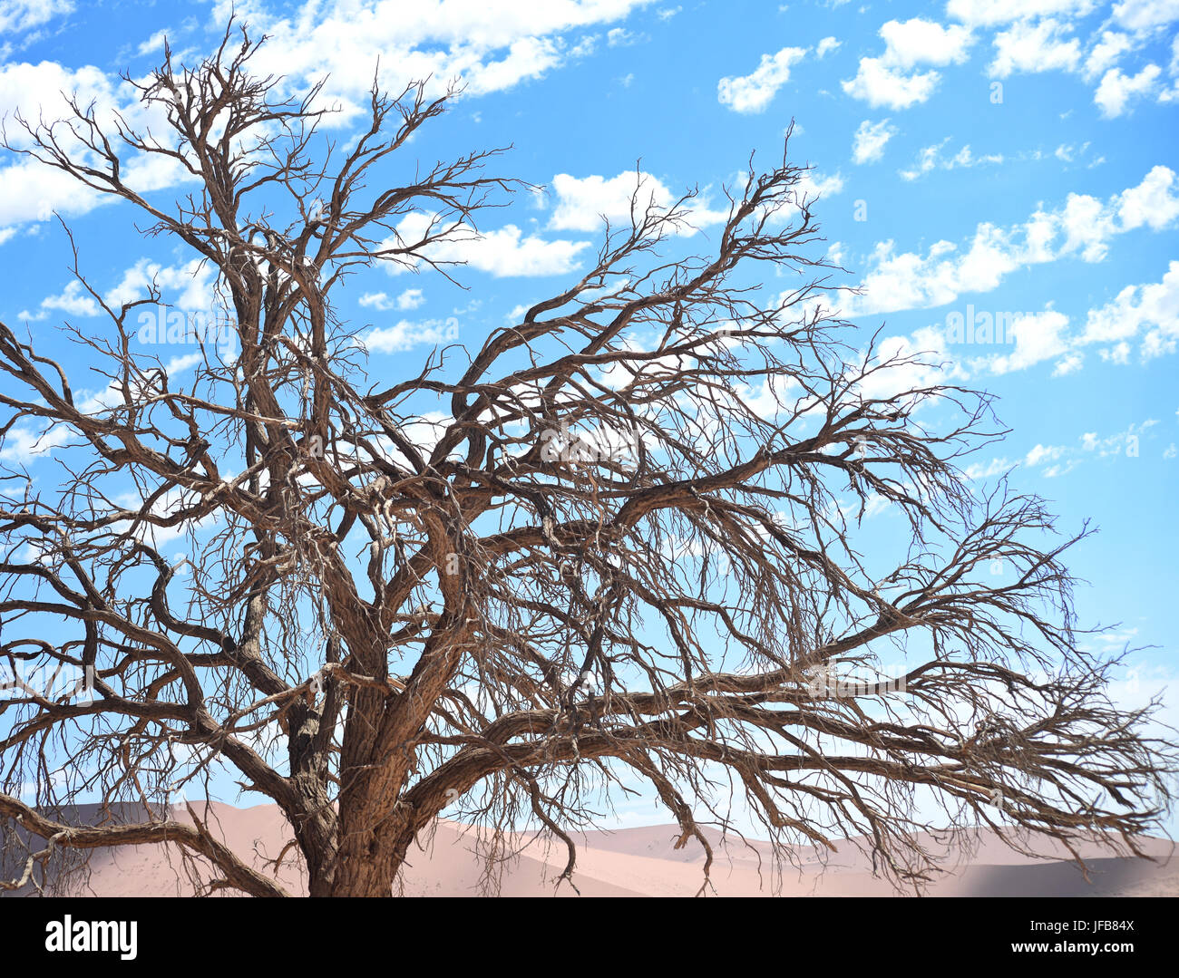 Dry tree hi-res stock photography and images - Alamy