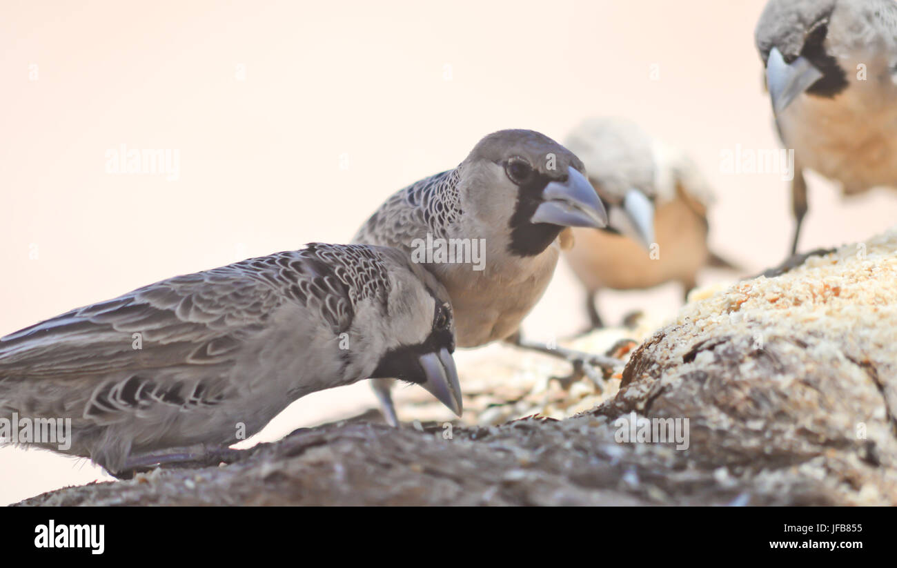 Namibian sociable weaver bird hi-res stock photography and images - Alamy