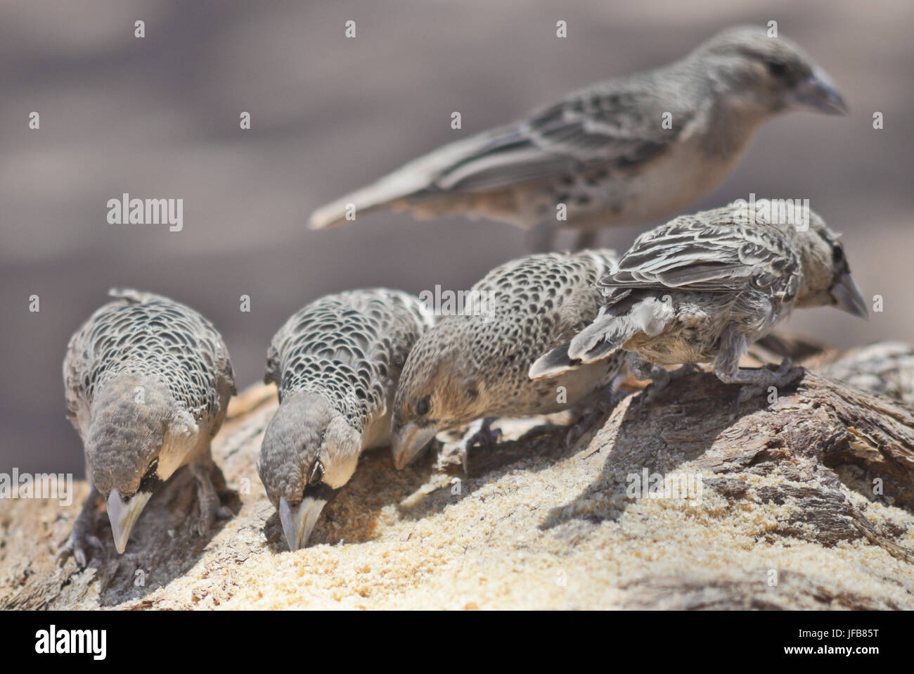 Sociable weavers hi-res stock photography and images - Alamy