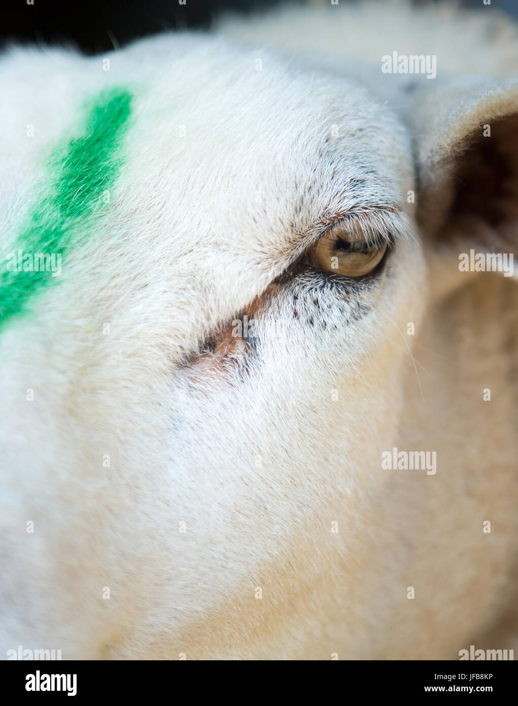Sheep portrait sun hi-res stock photography and images - Alamy