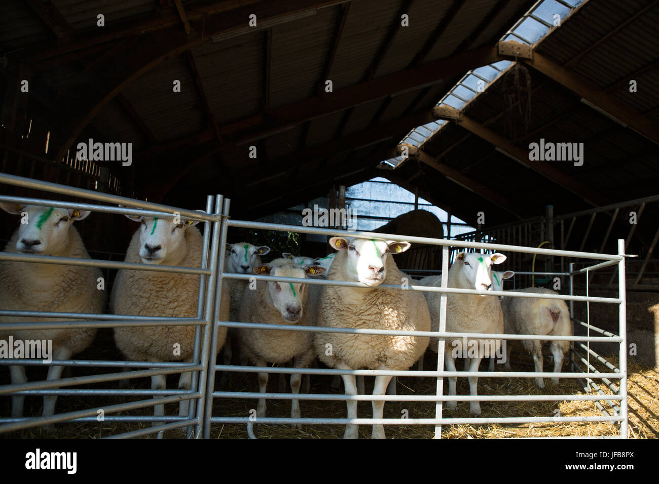 sheep in pen Stock Photo - Alamy