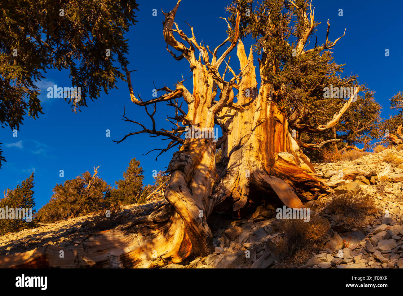 Twisted white pine tree growing hi-res stock photography and images - Alamy