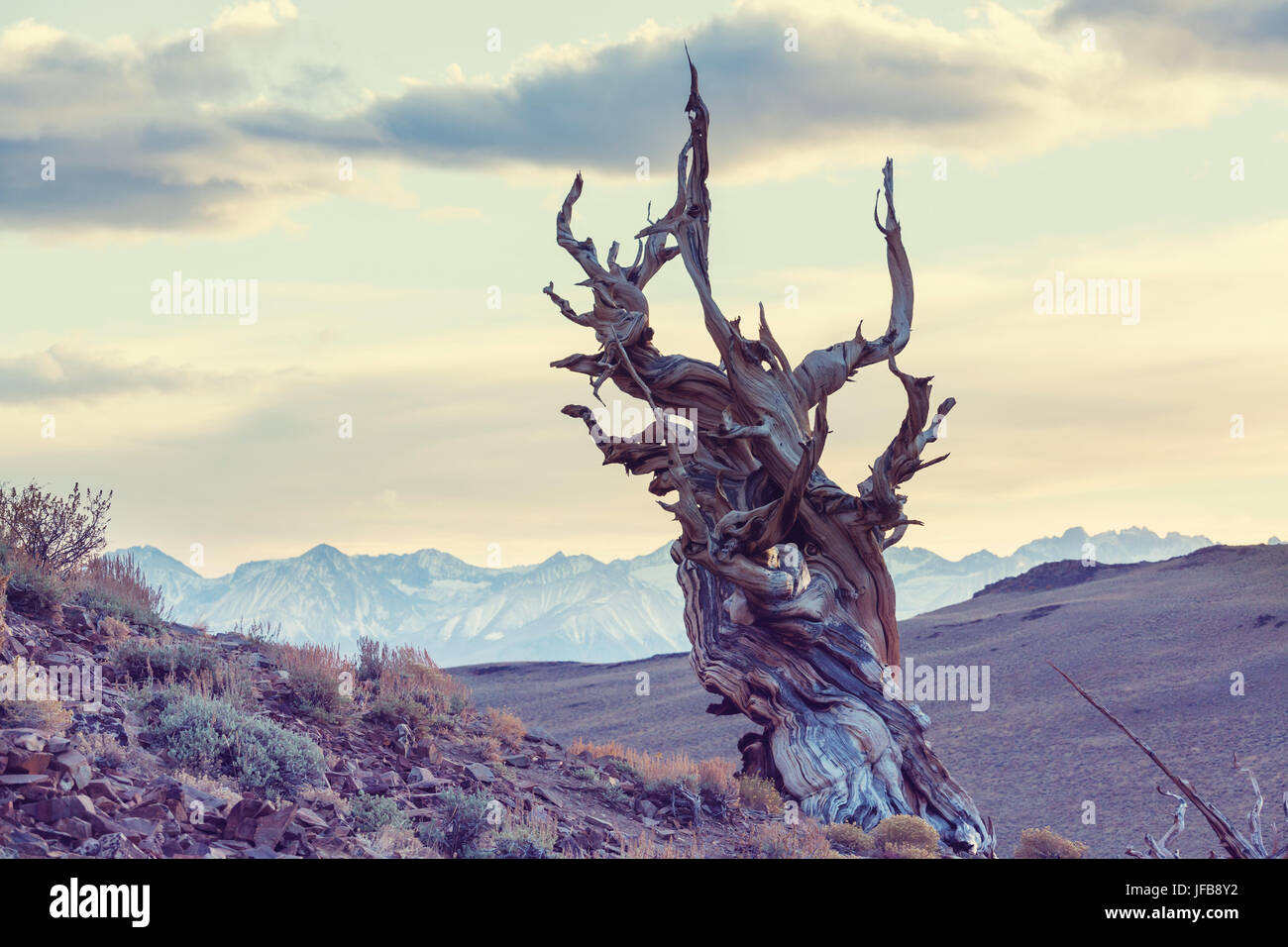 Twisted white pine tree growing hi-res stock photography and images - Alamy