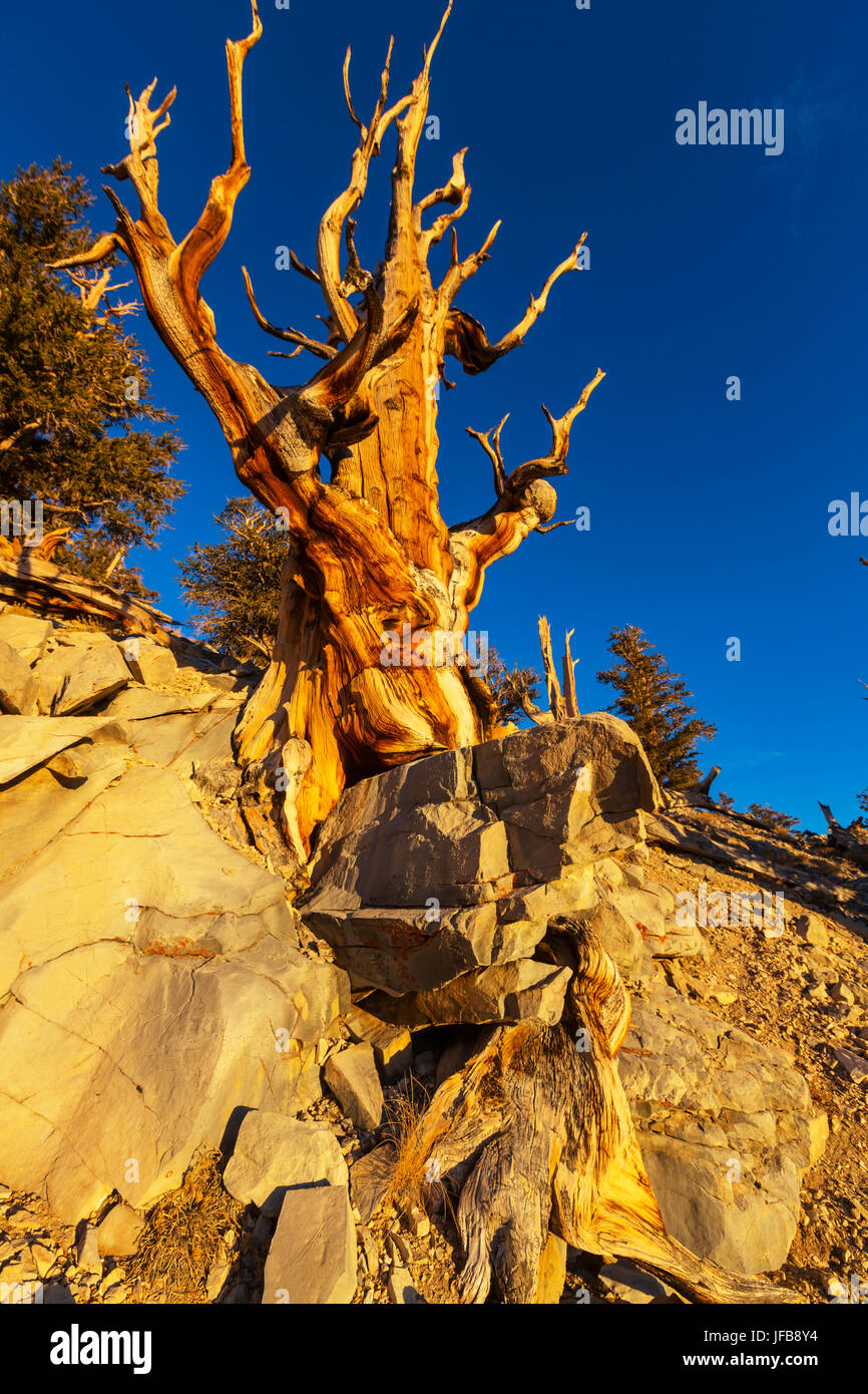 Twisted white pine tree growing hi-res stock photography and images - Alamy