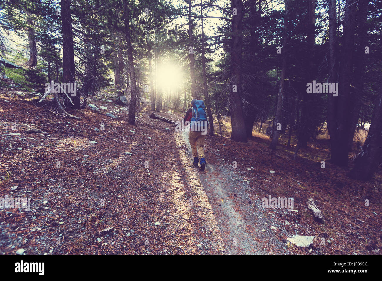 Hike in the forest Stock Photo - Alamy