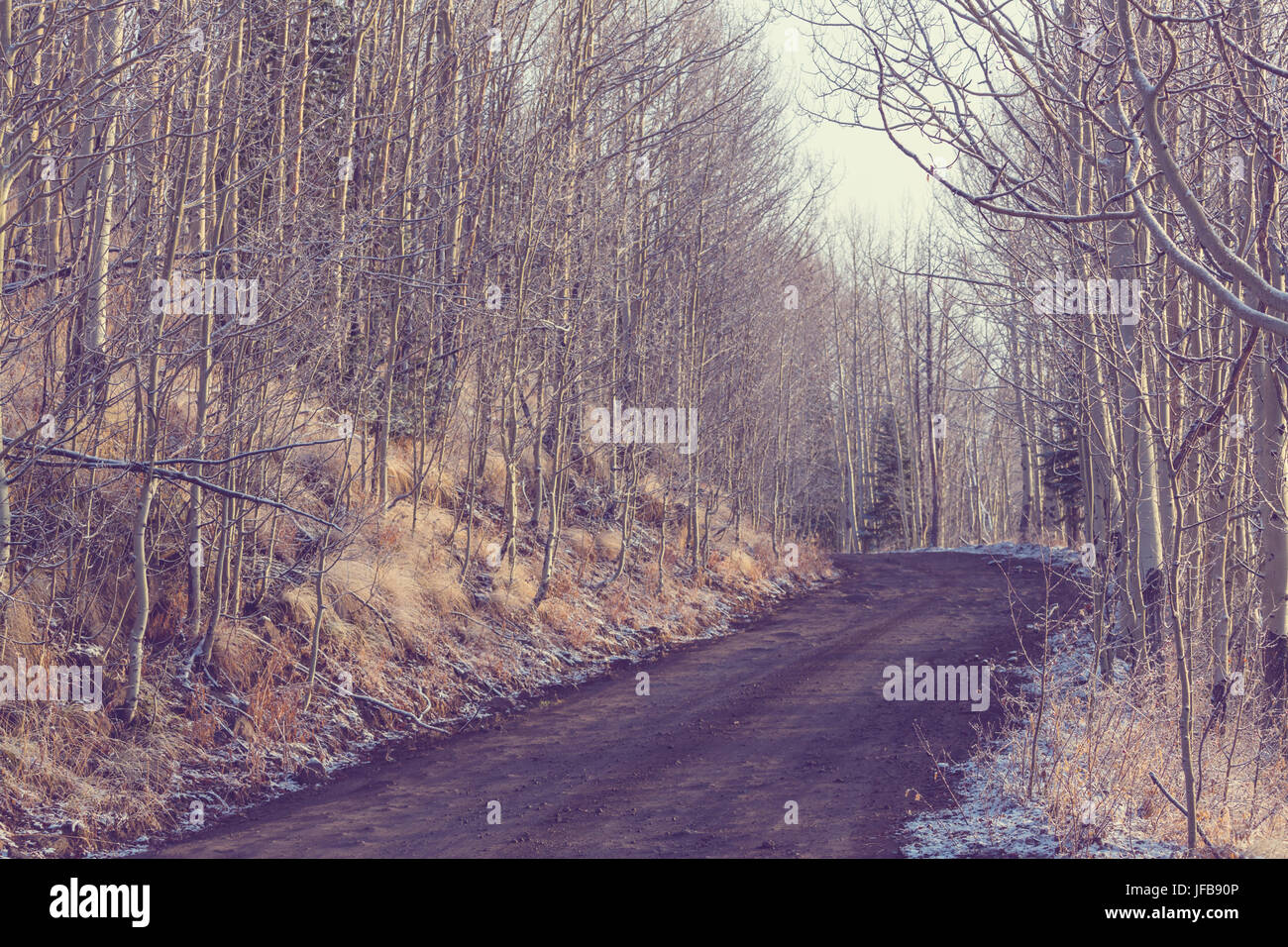 Road in forest Stock Photo - Alamy