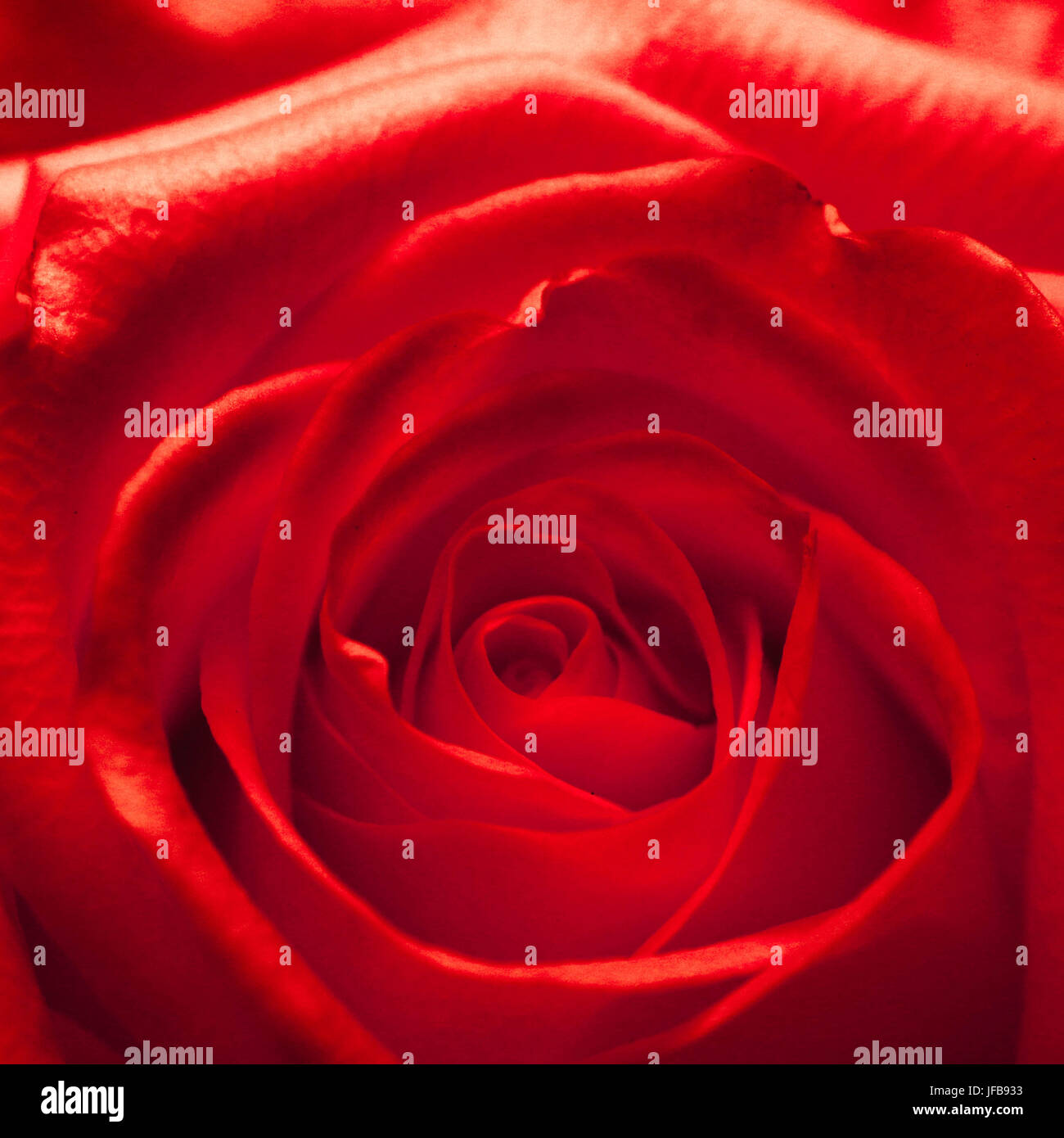 Head of a red rose Stock Photo - Alamy