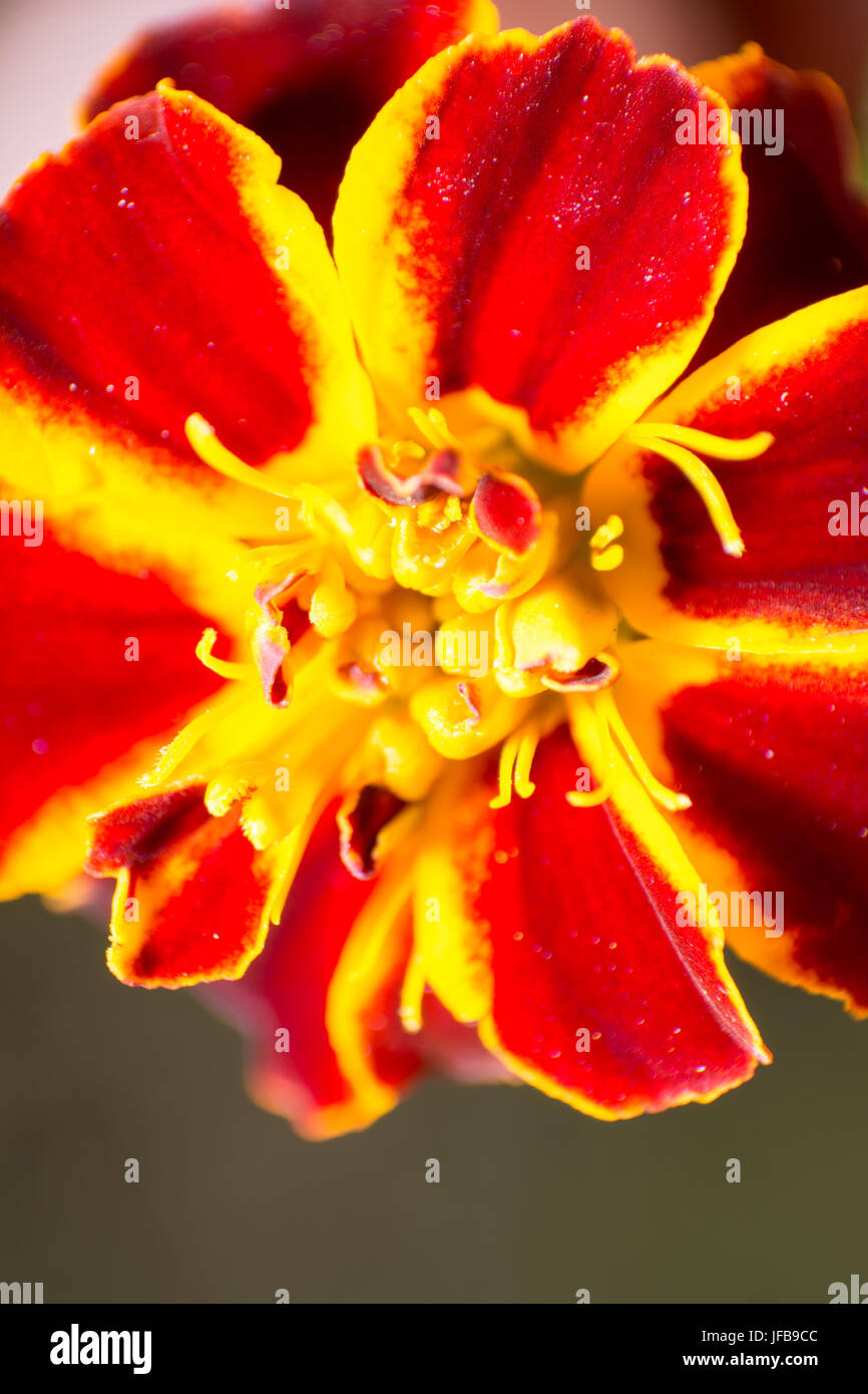 Red and yellow petals hi-res stock photography and images - Alamy