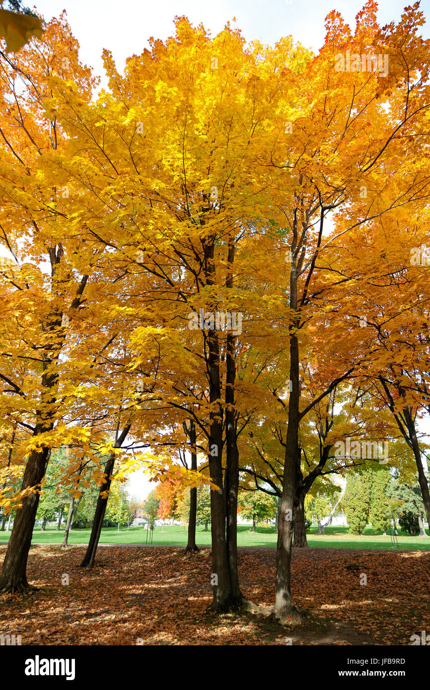 Fall Foliage Festival Canadian Texas at Henry Lymburner blog