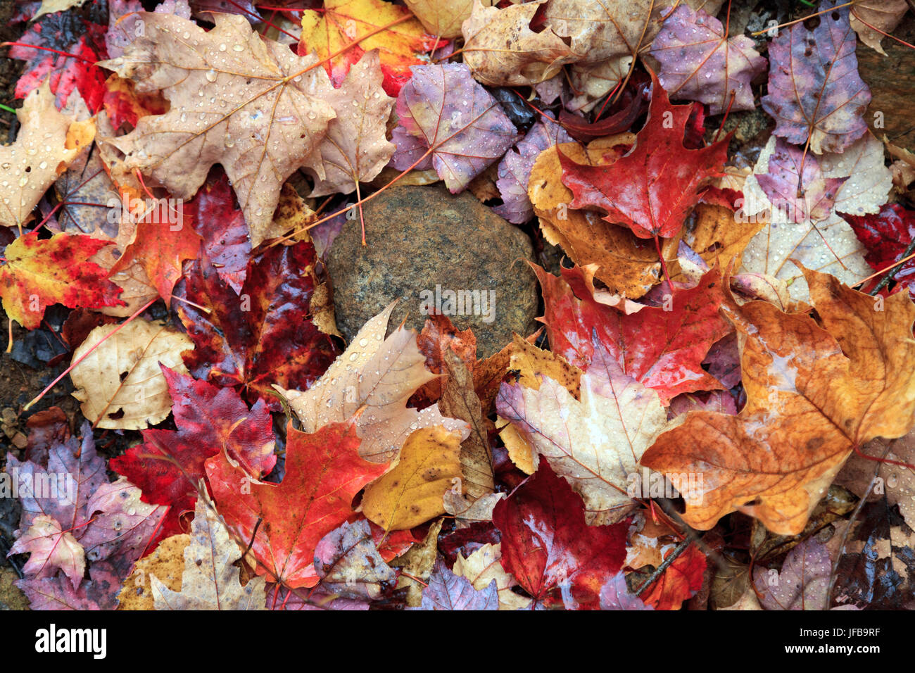Canadian fall foliage Stock Photo - Alamy