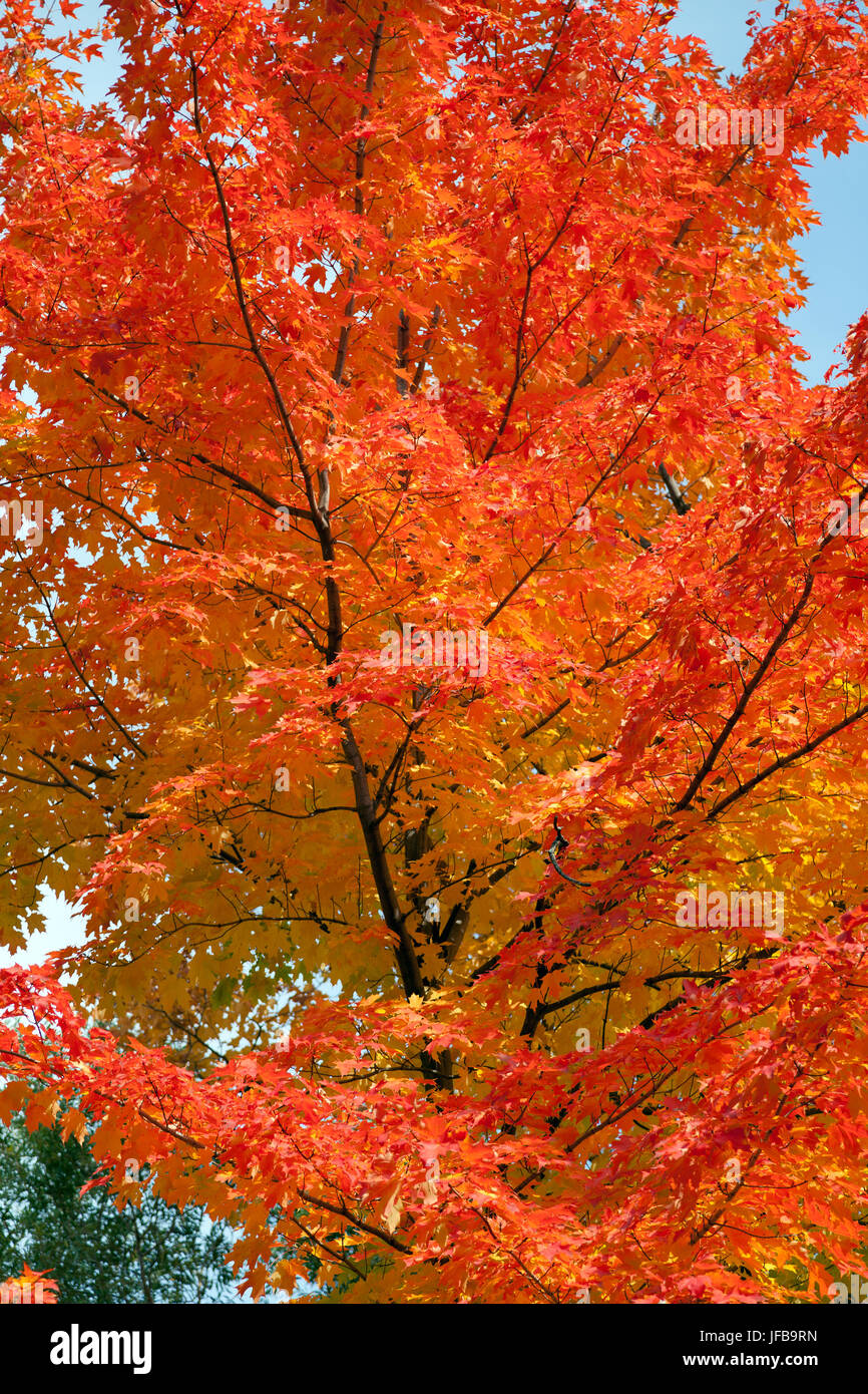 Canadian fall foliage Stock Photo - Alamy