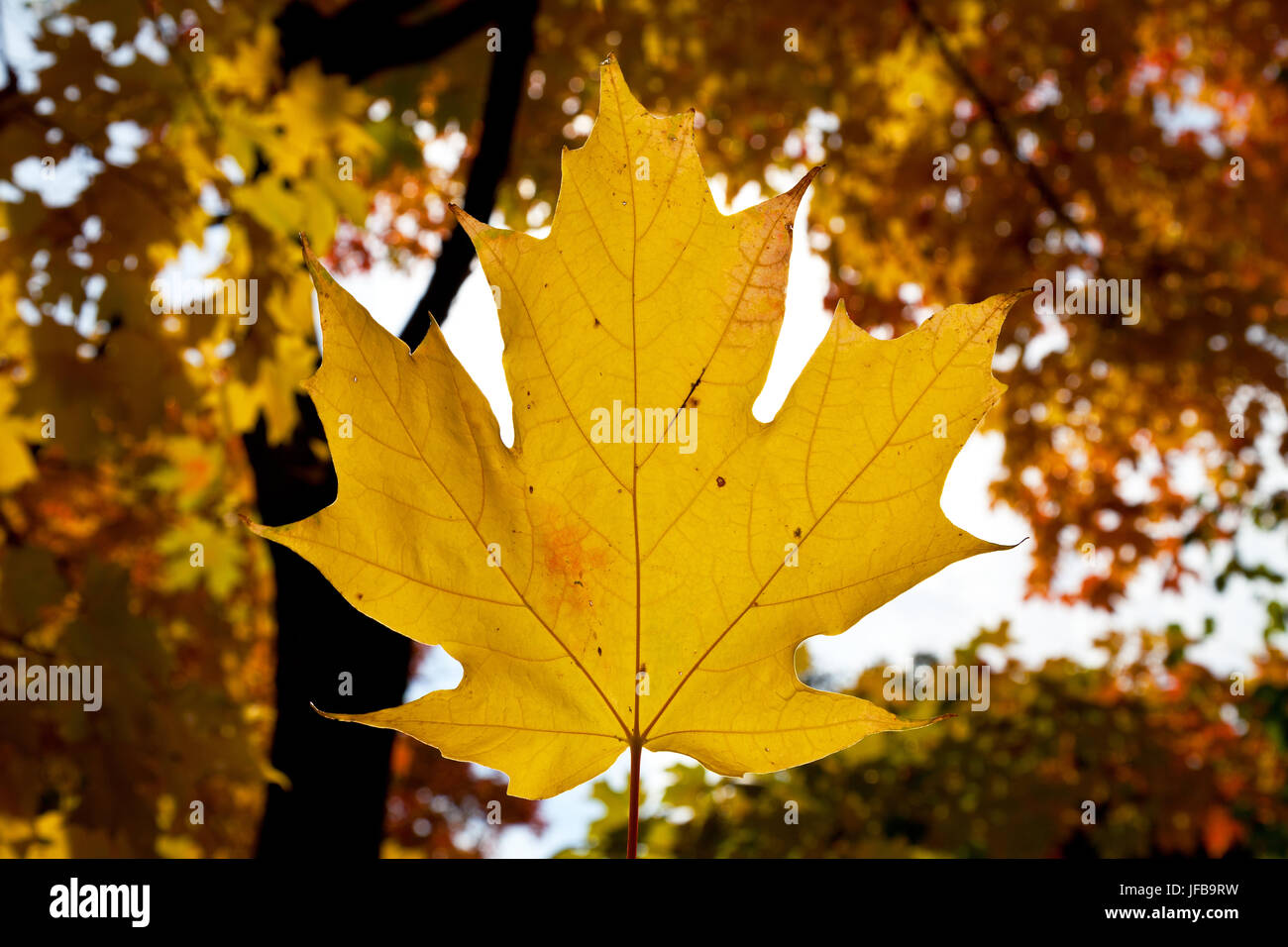 Canadian fall foliage Stock Photo - Alamy