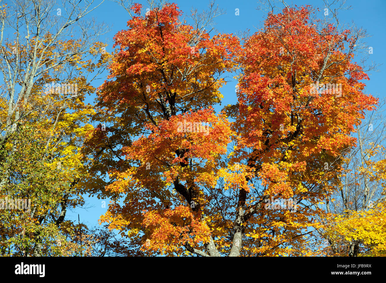 Canadian fall foliage Stock Photo - Alamy